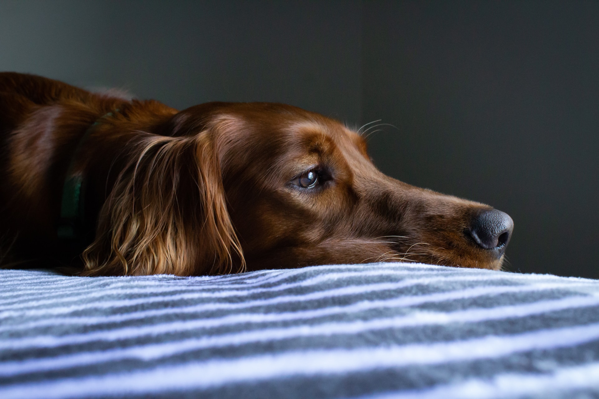 Dog Sulky Plans
